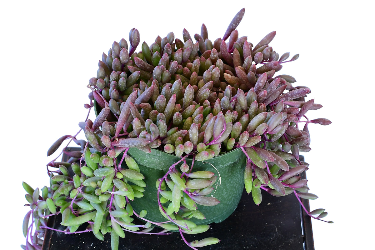 Senecio — Ecuagenera California