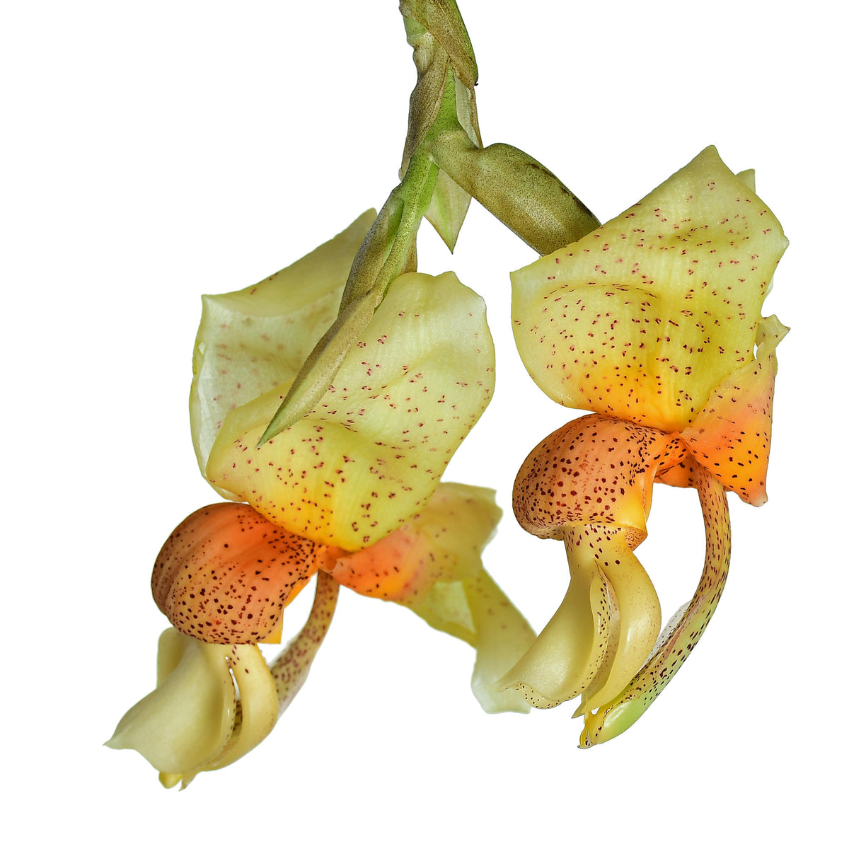 Stanhopea saccata — Ecuagenera California
