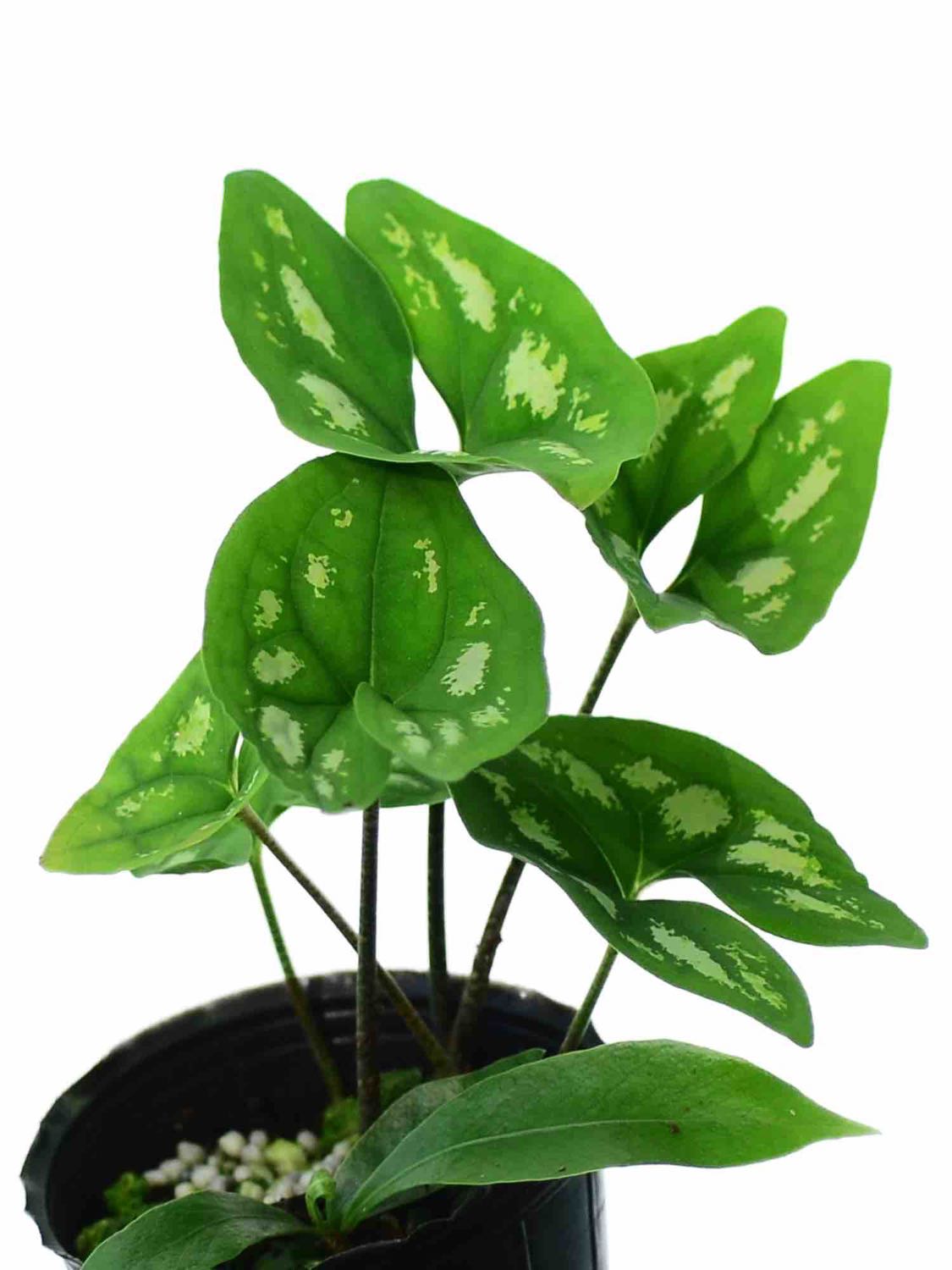 Ulearum donburnsii 'Silver Cloud' — Ecuagenera California