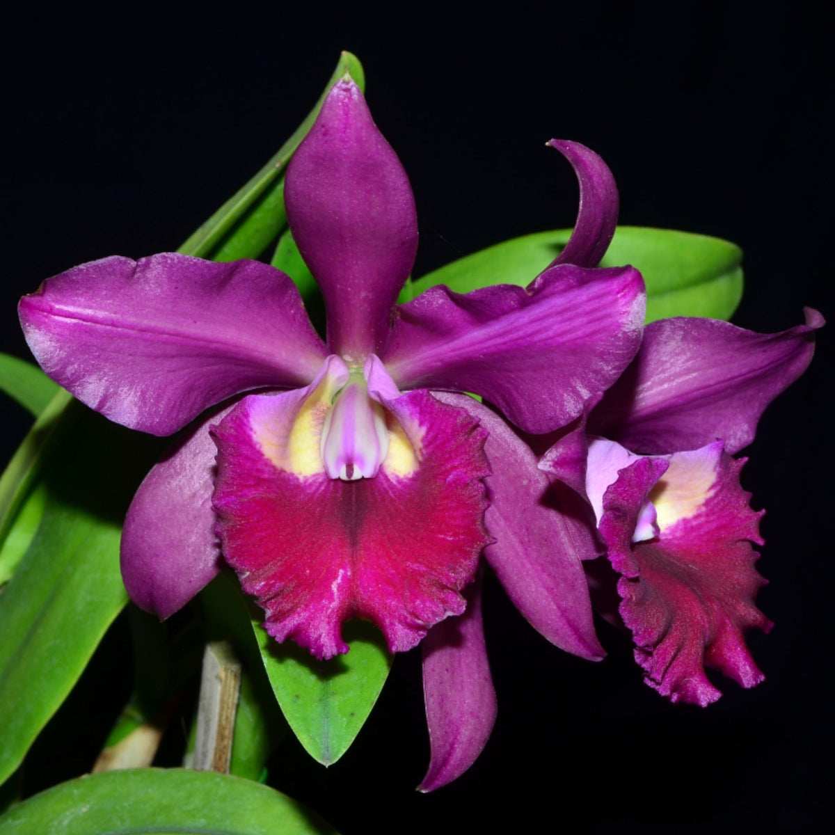 Cattleya Miss World Ecuador — Ecuagenera California