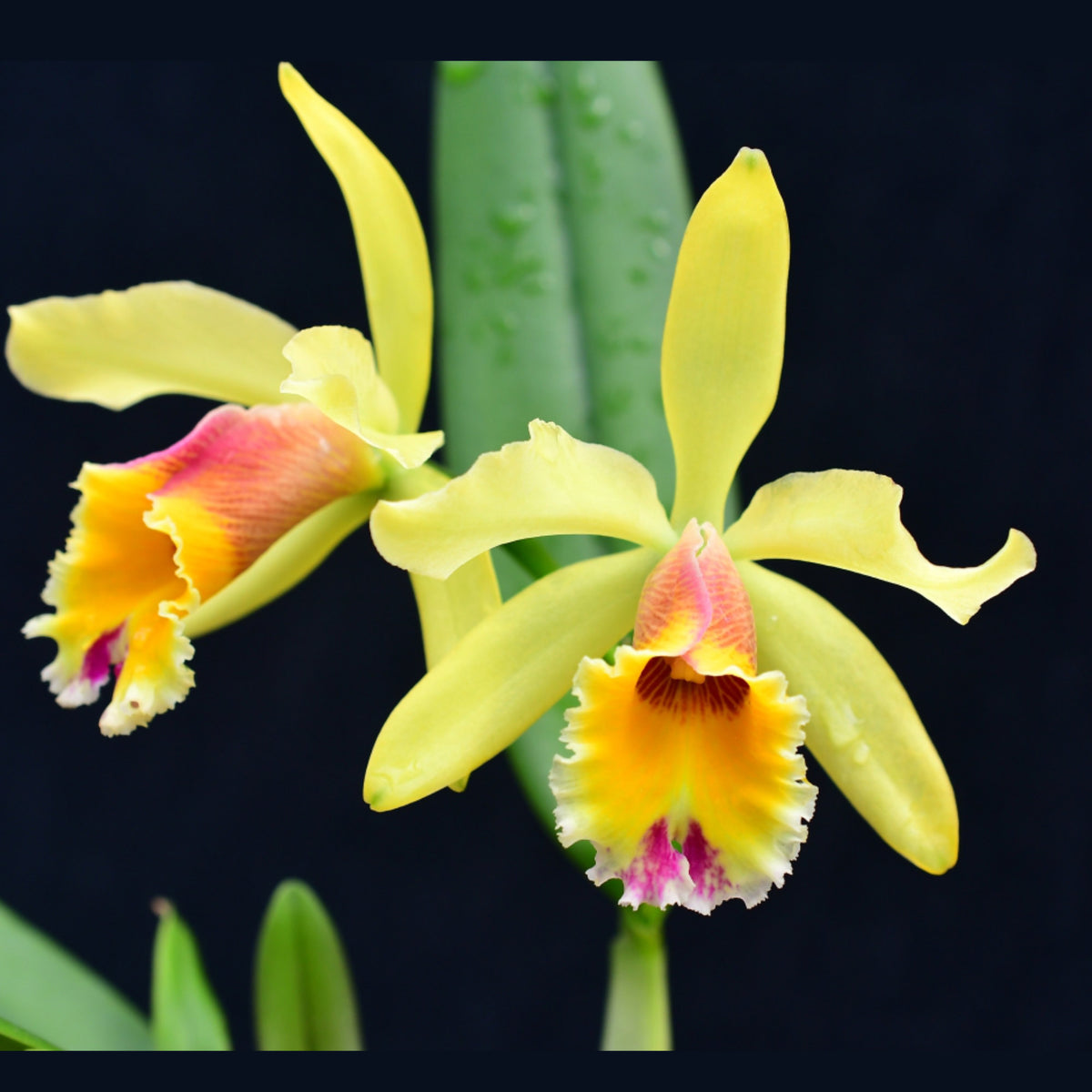 Cattleya Aurora (1905) — Ecuagenera California