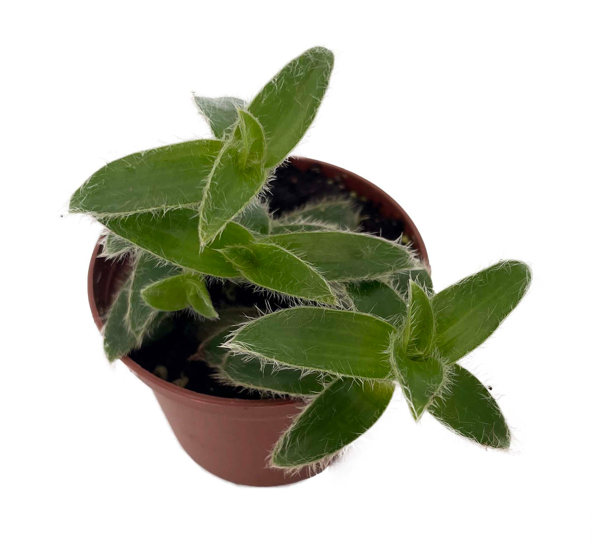 Cyanotis somaliensis Kitten Ears 4" — Ecuagenera California