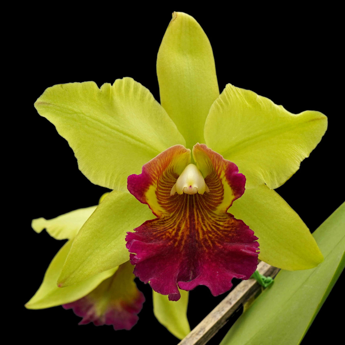 Cattleya Oro Andino — Ecuagenera California