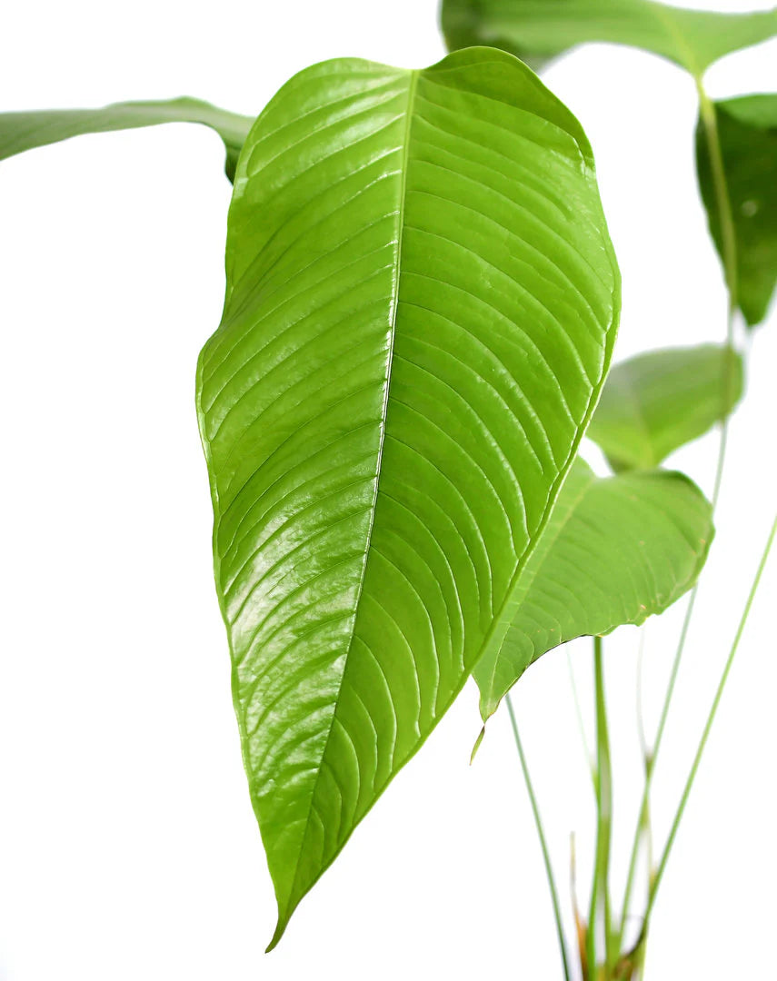 Anthurium lineolatum — Ecuagenera California