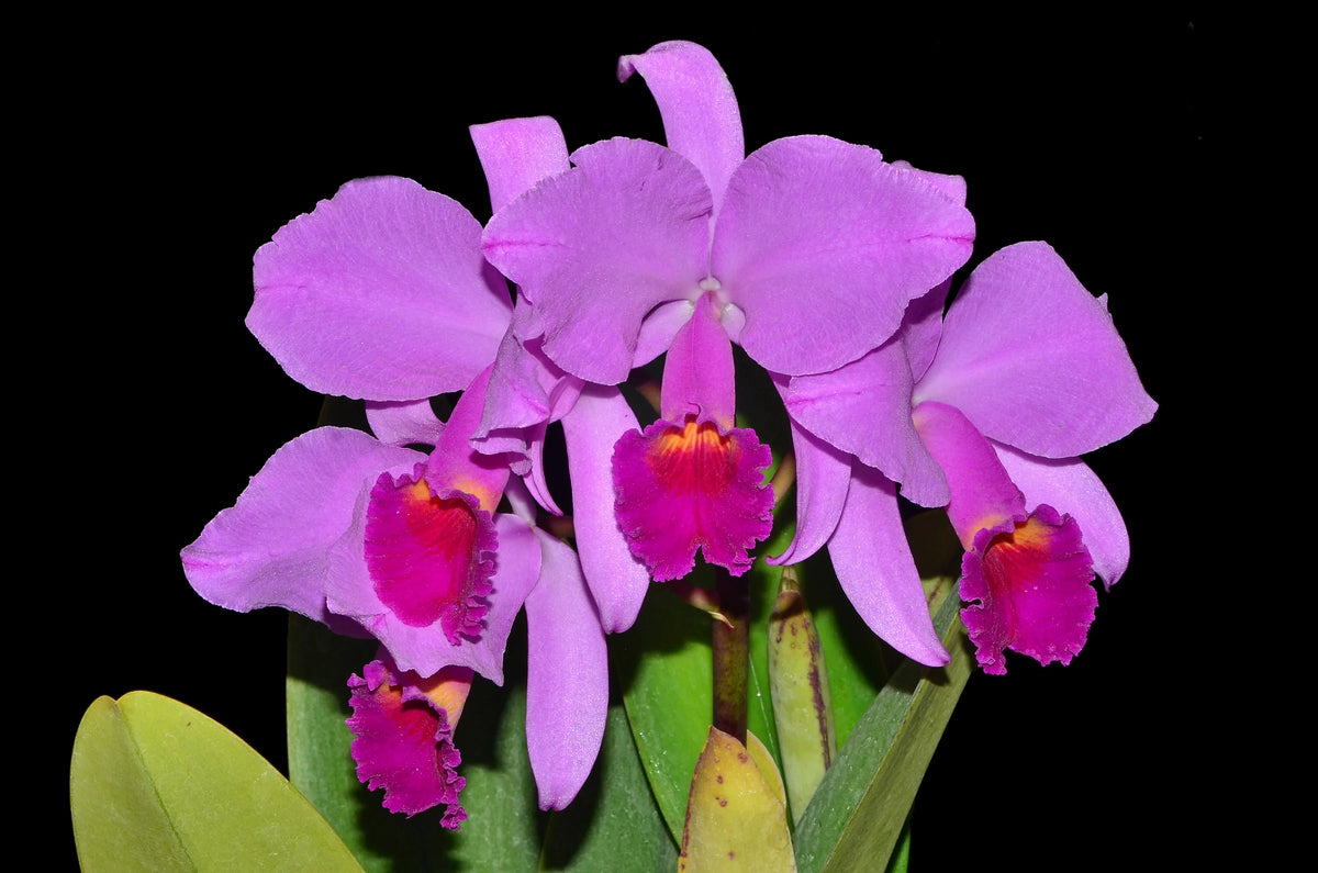 Orchids From Venezuela File:Cattleya Mossiae Flor De Venezuela.jpg