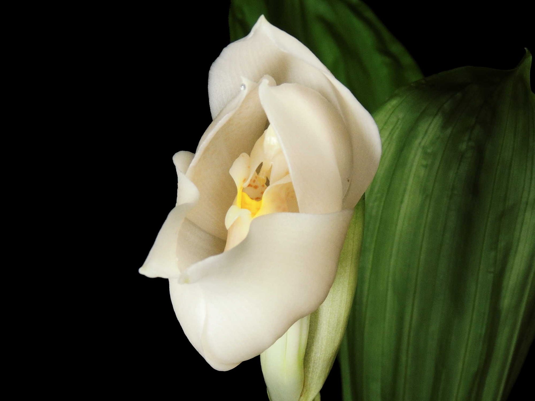 Anguloa tognettiae — Ecuagenera California