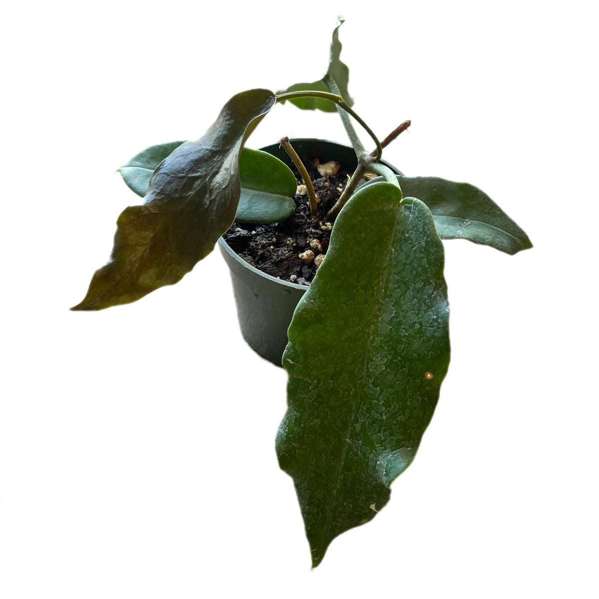 Hoya Seanie — Ecuagenera California