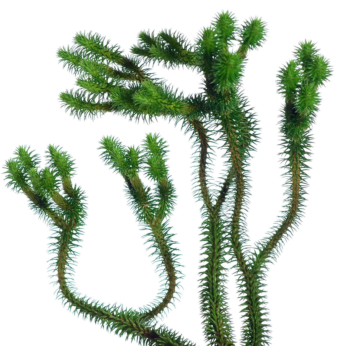 Lycopodium lucidulum — Ecuagenera California