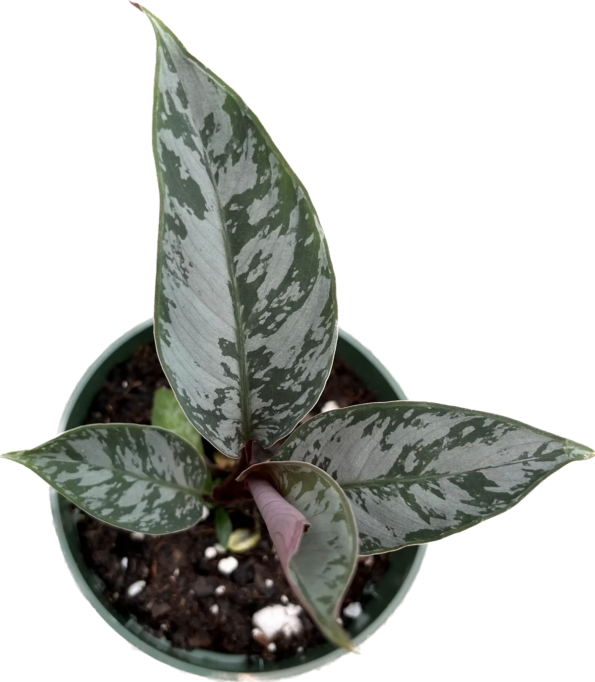 Apoballis acuminatissima 'Lavallei' — Ecuagenera California