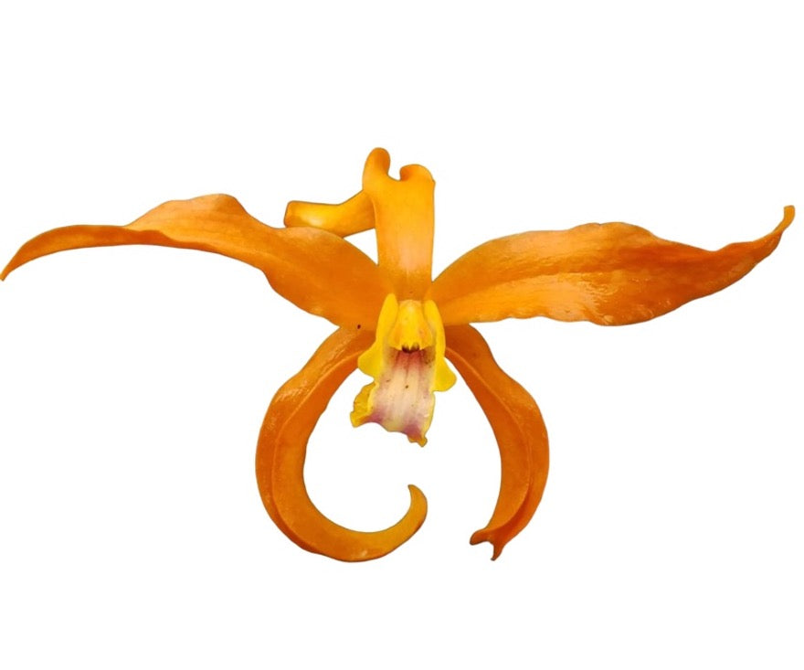 Laeliocattleya Ross Otto — Ecuagenera California