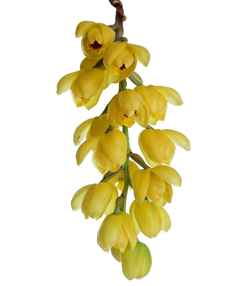 Orchids — Ecuagenera California