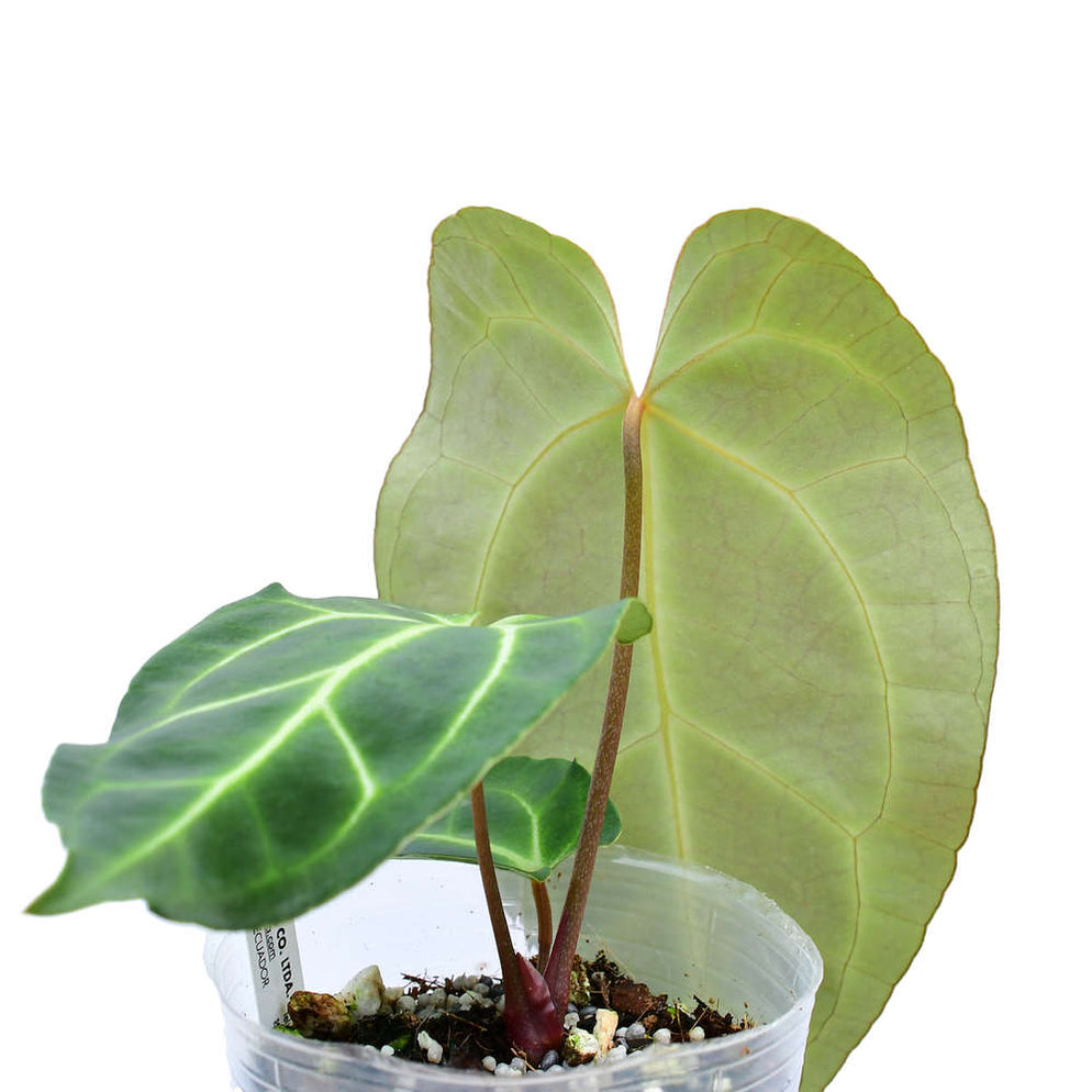 Anthurium Magnificent Girl 'Inverse crossing' — Ecuagenera California
