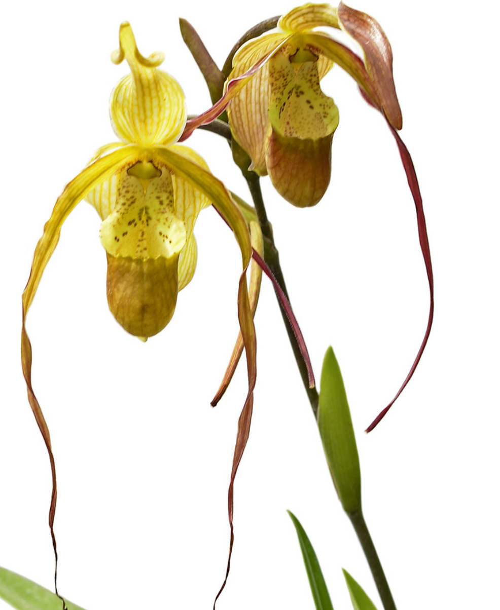 Phragmipedium Wossner Supergrande — Ecuagenera California