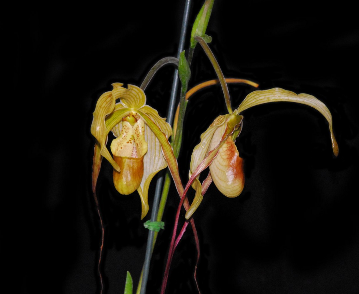 Phragmipedium Wossner Supergrande — Ecuagenera California