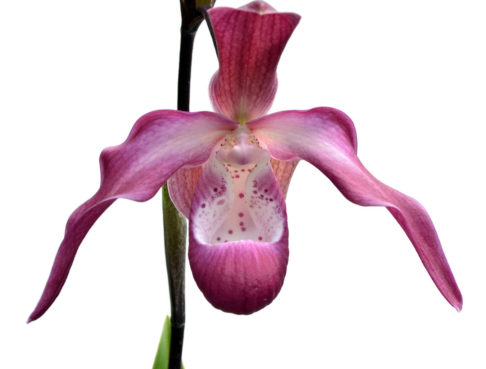 Phragmipedium Incan Treasure — Ecuagenera California