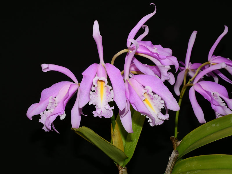 cattleya maxima highlander