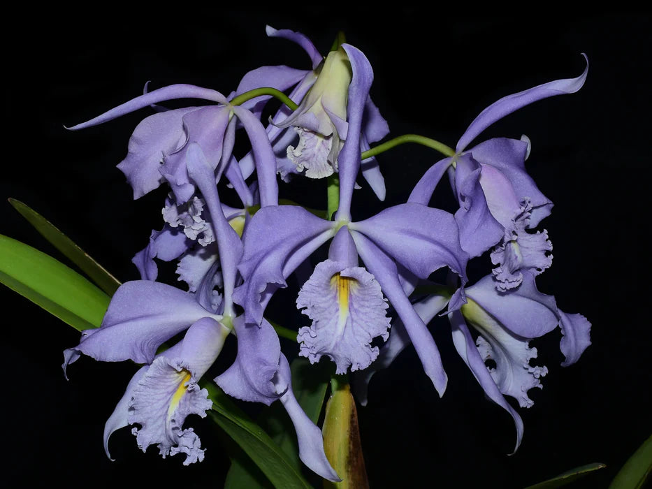 Cattleya maxima f. coerulea 'Hector' X 'Gigi' x 'Angelo' — Ecuagenera ...