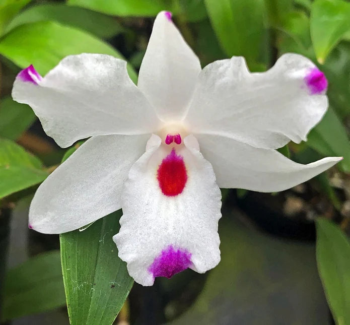 Dendrobium annae — Ecuagenera California