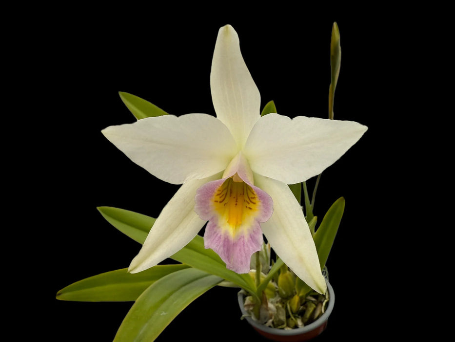 Laelia anceps f. semialba 'Ileana' — Ecuagenera California
