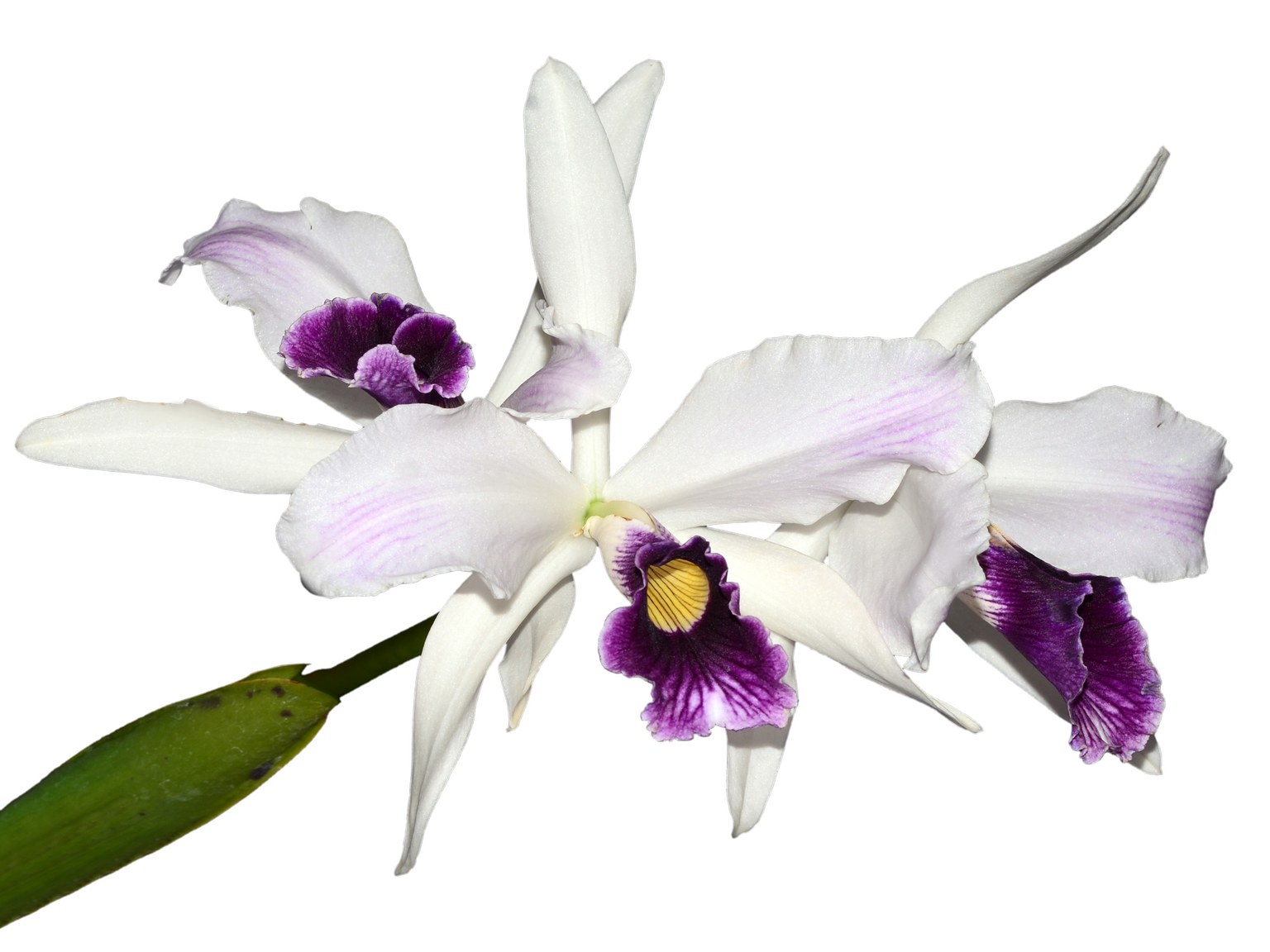 Orchids — Ecuagenera California