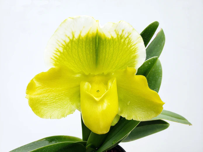 Paphiopedilum Cocoa Lovely 'Big' x Cocoa Green 'Full Moon' — Ecuagenera ...