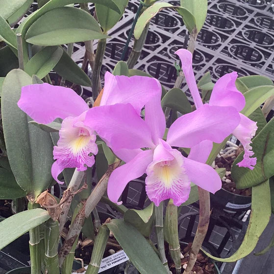 Laeliocattleya Mi Morena x C. amethystoglossa — Ecuagenera California