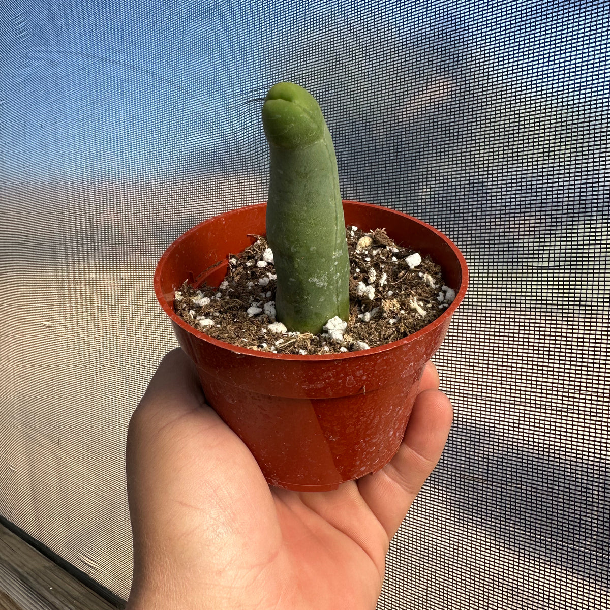 Echinopsis lageniformis 'monstrose' (PP Cactus) — Ecuagenera California