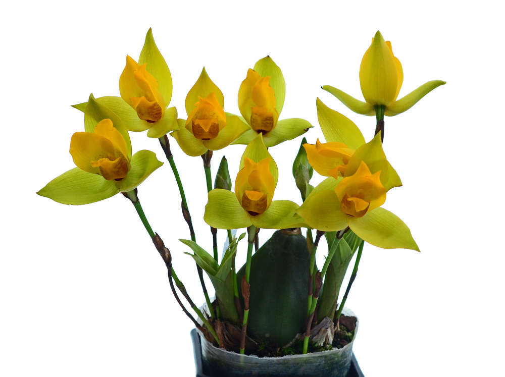 Lycaste cruenta — Ecuagenera California