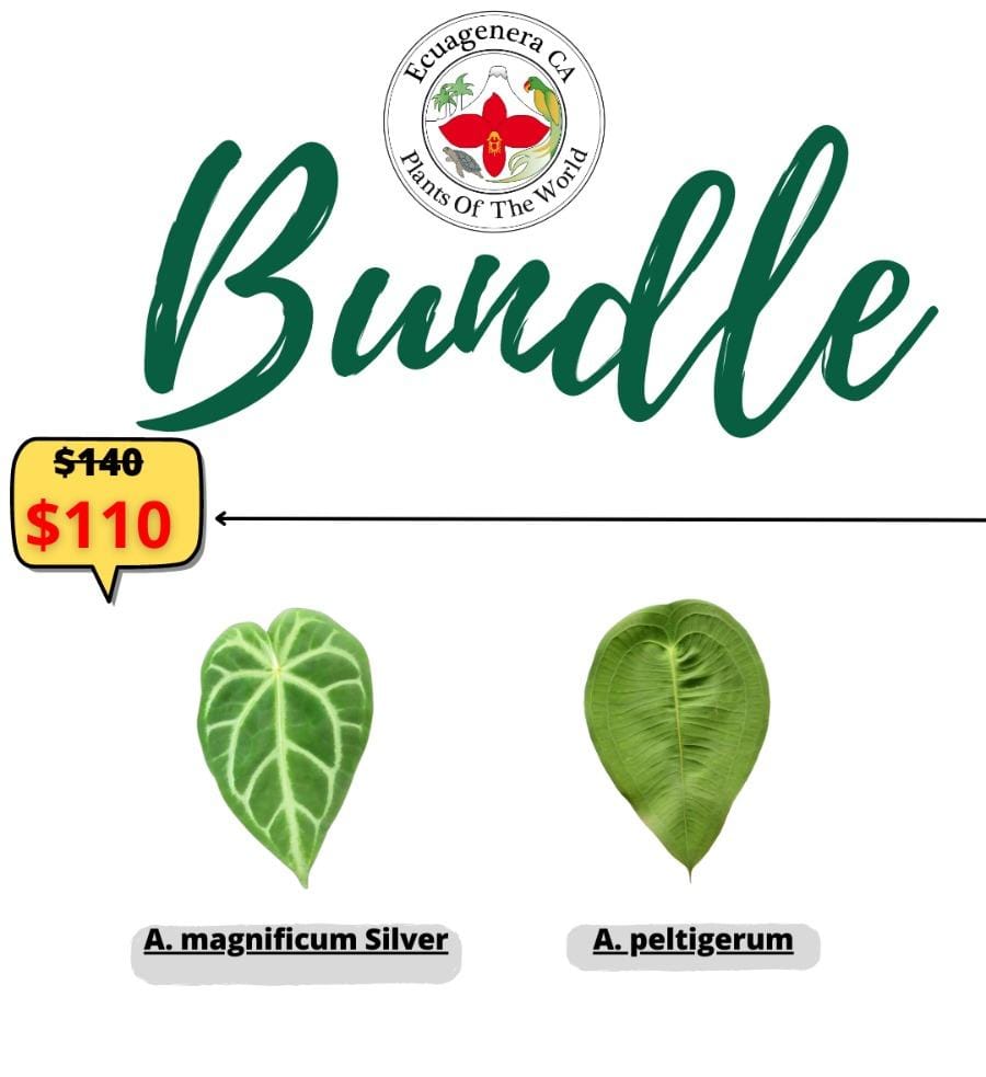 Bundle: Anthurium magnificum Silver, Anthurium peltigerum — Ecuagenera California